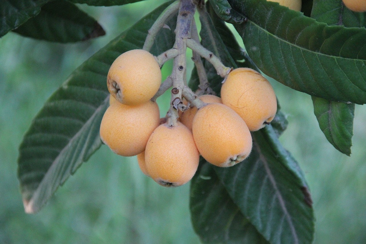 Orange Loquat Tree Sweet Yellow Plum Seedling Live Starter Plant 1-2 ...