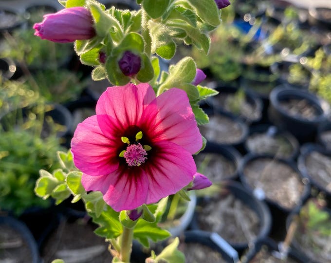 Alcea Pallida Turkish Wild Hollyhock 10 Seeds - Etsy