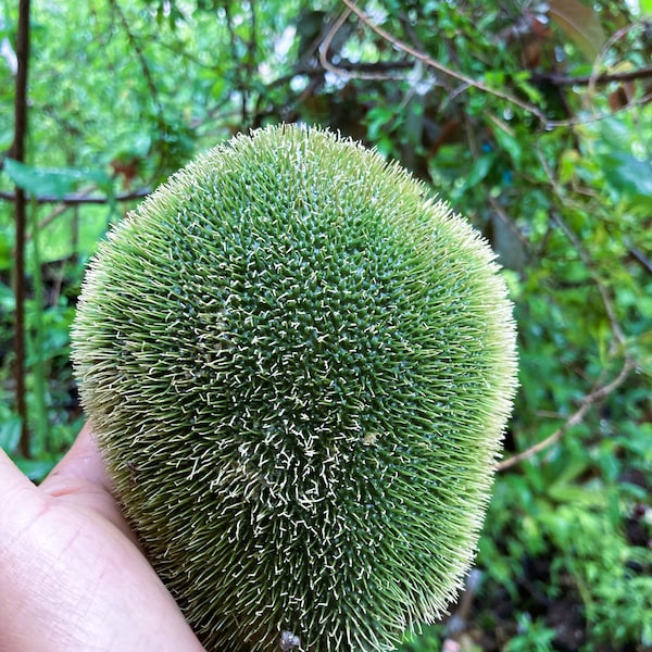 Chayote Plant - Etsy