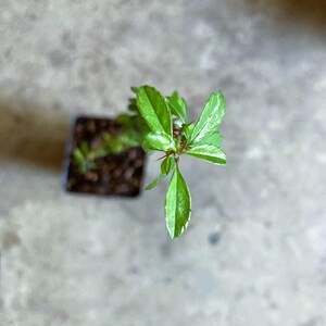 Red Spiny Hackberry Granjeno Tree Live Plant - Etsy