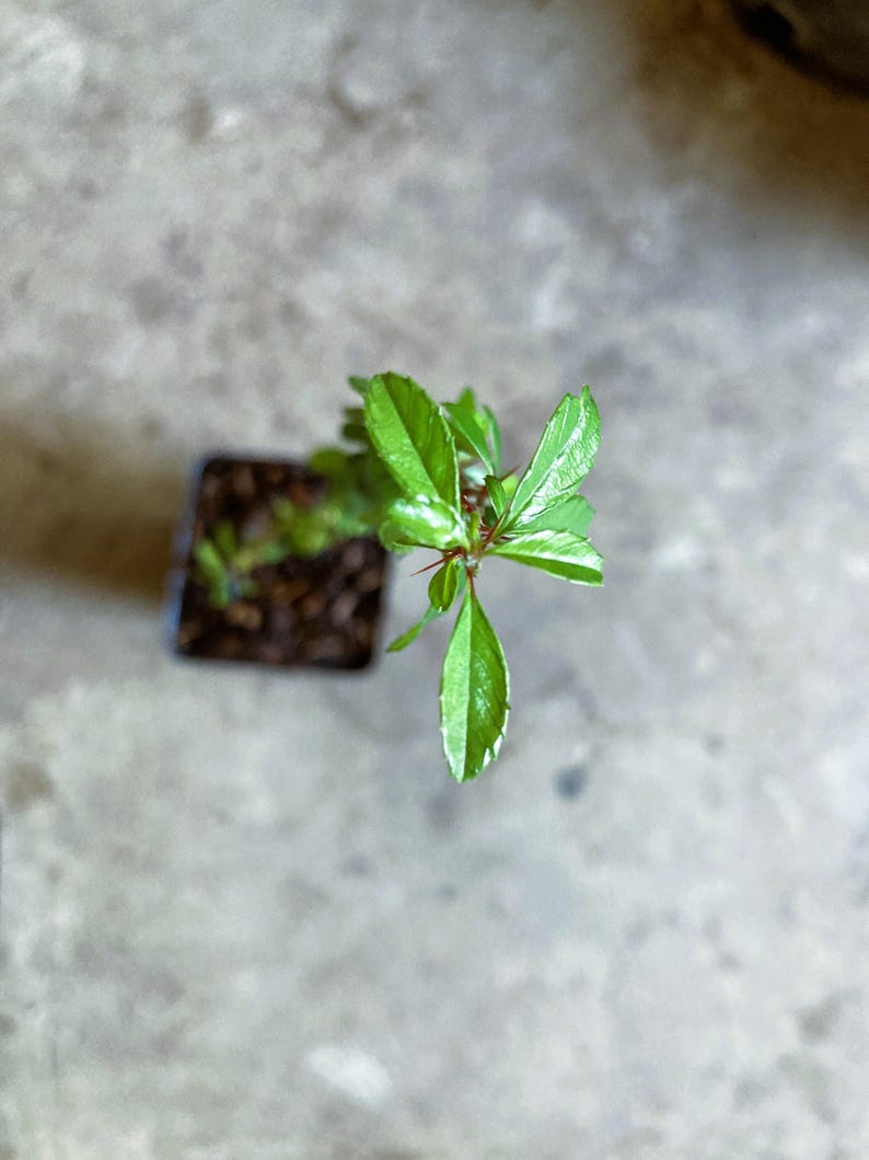Red Spiny Hackberry Granjeno Tree Live Plant - Etsy
