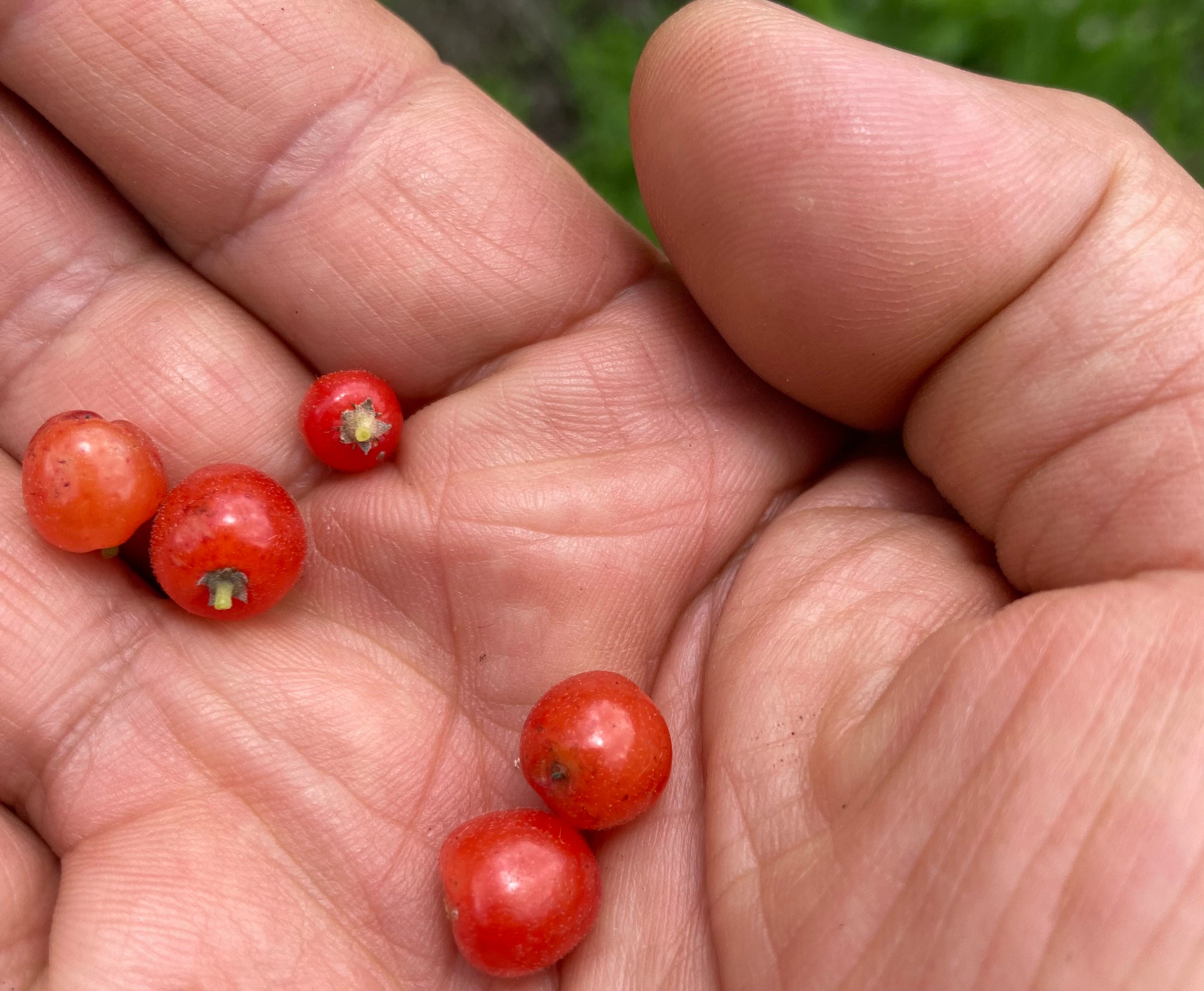 Red Spiny Hackberry Granjeno Tree Live Plant - Etsy