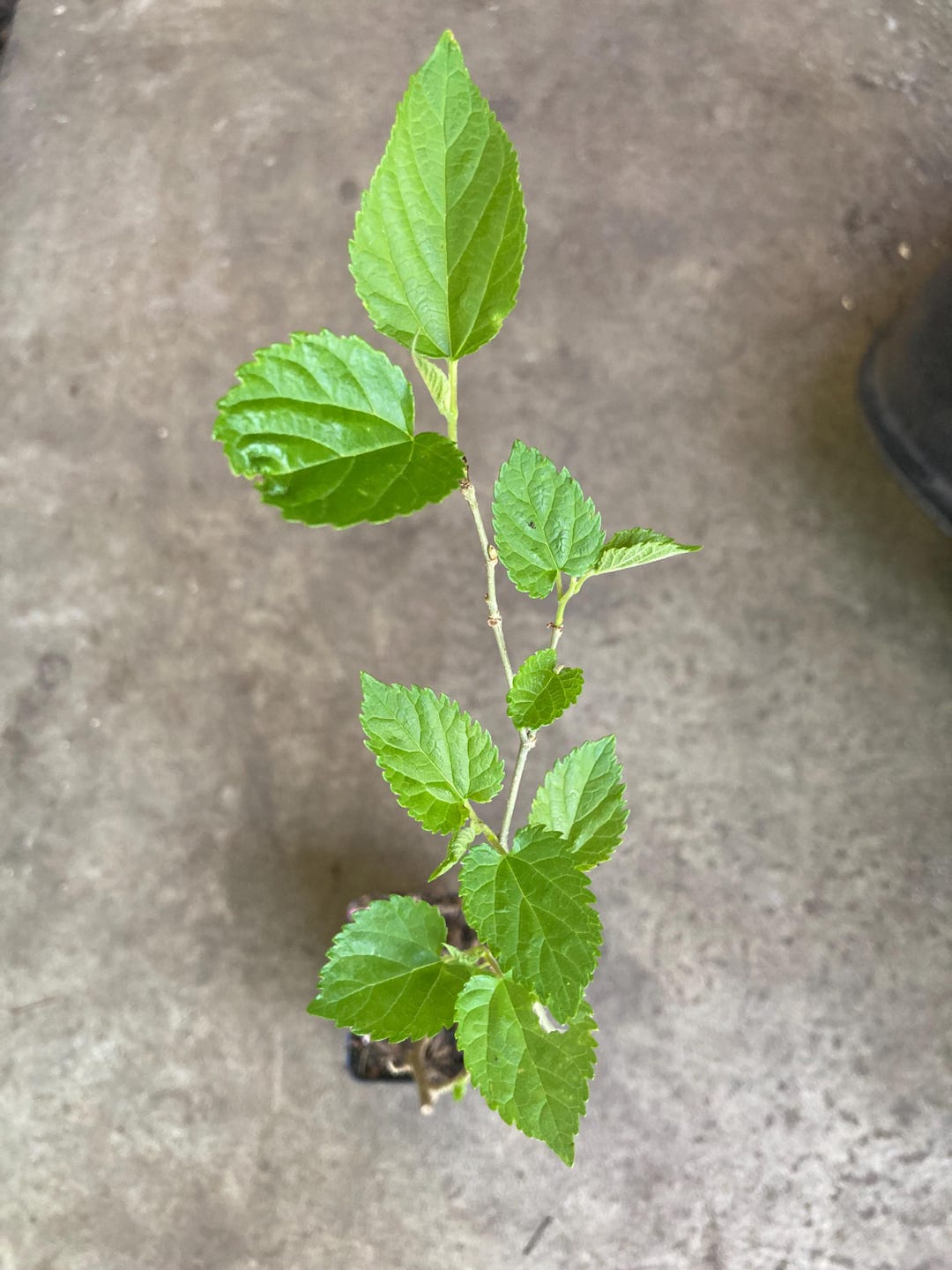 Mulberry Tree Rooted Live Plant - Etsy