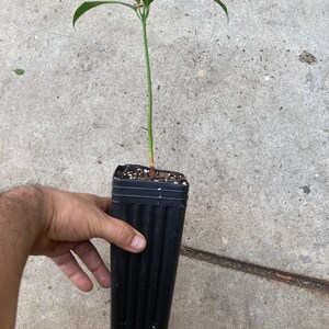 Manila Mango Seedling Live Plant - Etsy