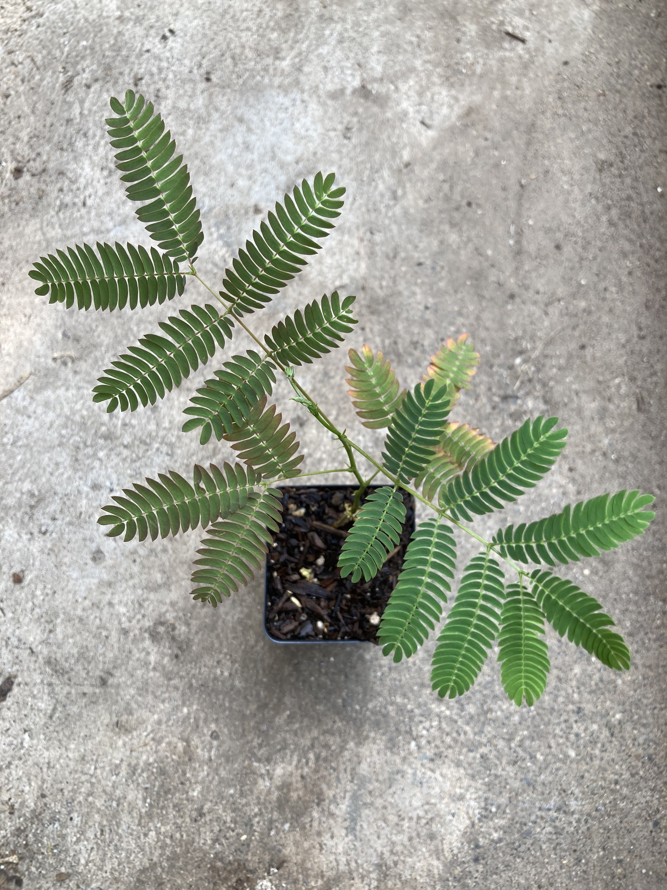 Cinnamon Pink Mimosa Tree Seedling Silkworm Albizia Julibrissin Starter ...