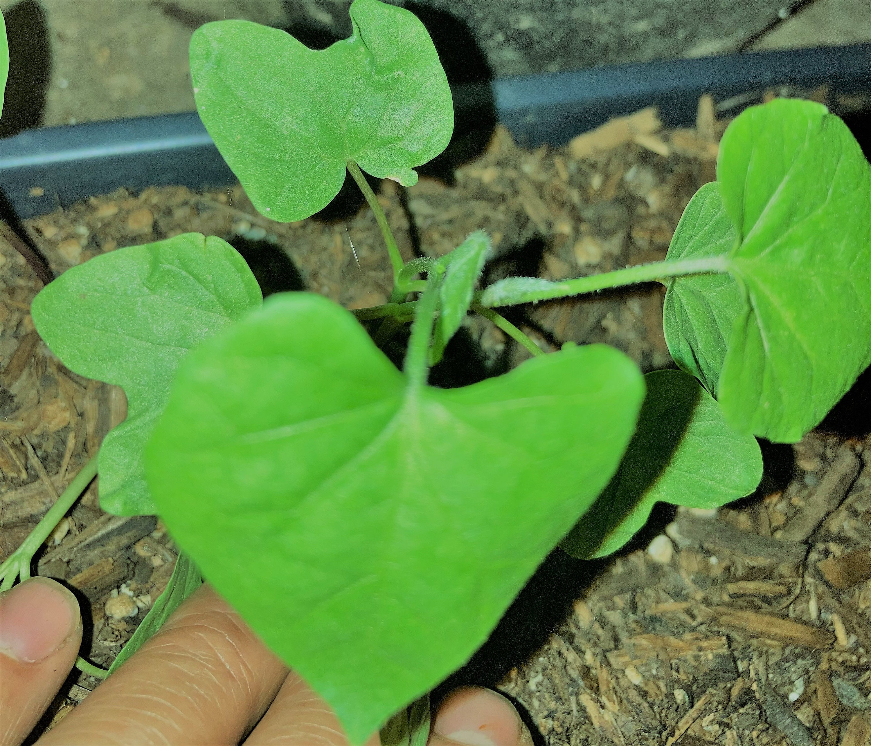 Purple Grandpa Ott Morning Glory Ipomoea Purpurea Live Starter Plant - Etsy