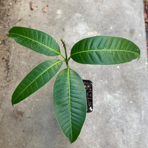 Manila Mango Seedling Live Plant - Etsy