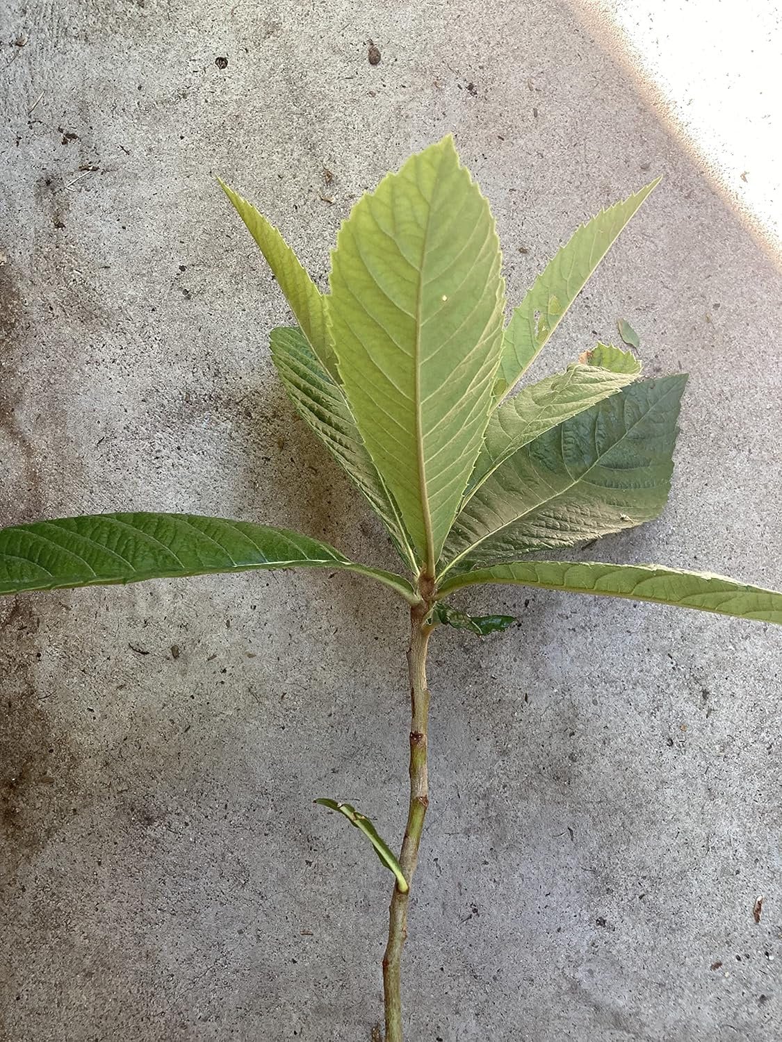 Orange Loquat Tree Sweet Yellow Plum Seedling Live Starter Plant - Etsy