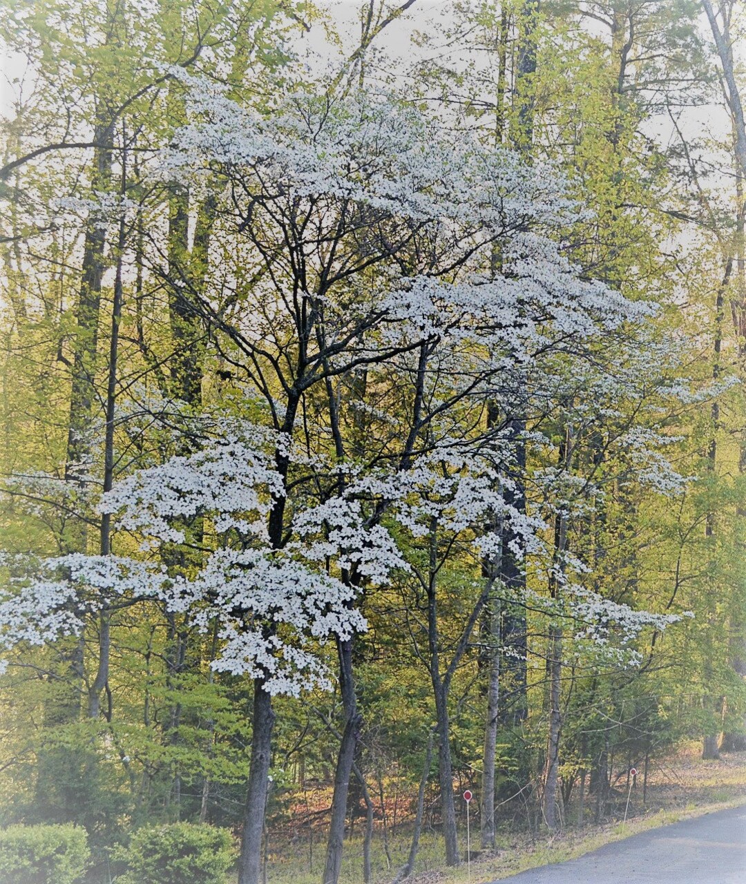 White Dogwood (cornus Florida) Tree Seedling Live Plant Bare Root - Etsy