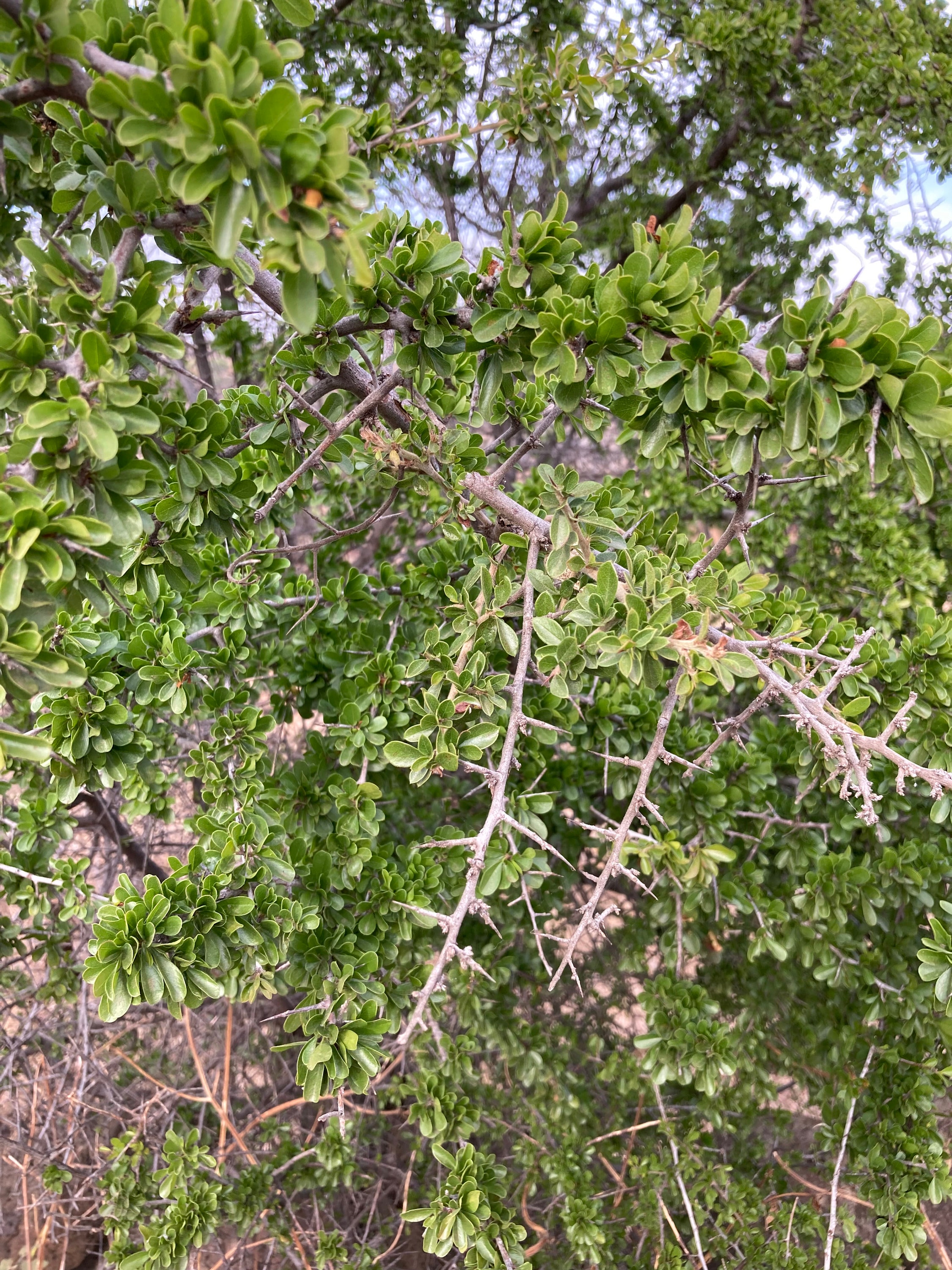 Red Spiny Hackberry Granjeno Tree Live Plant - Etsy