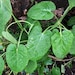 Oganicaly Grown Super Rare Fruiting Cynanchum Talayote Live Starter ...