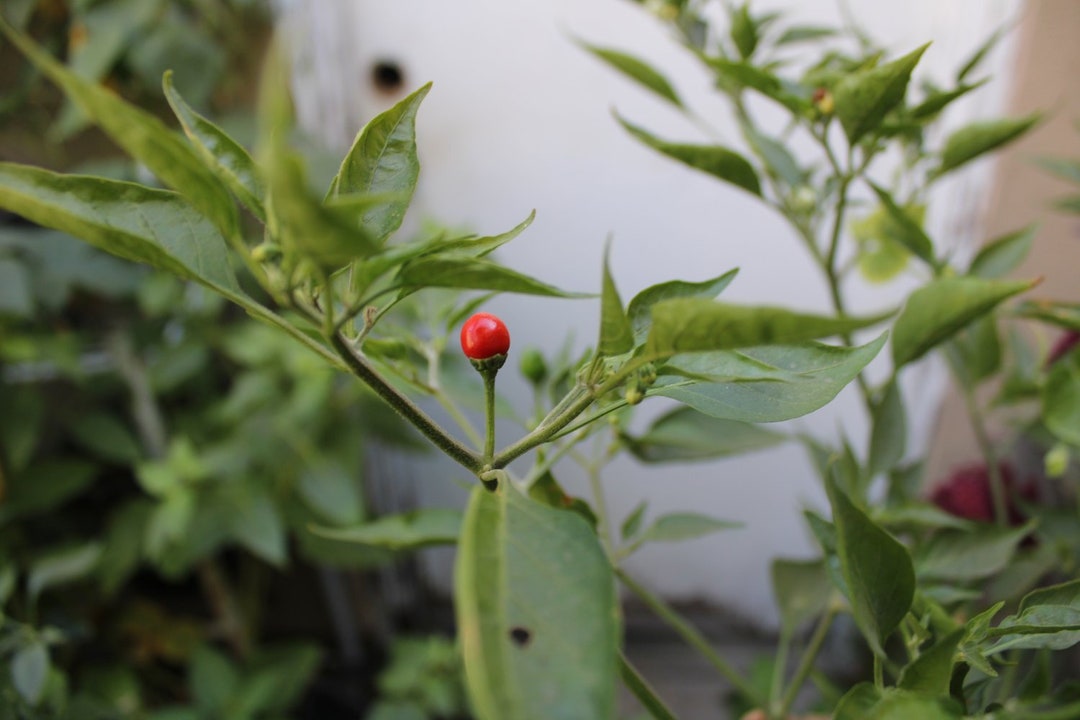 Chiltepin chile Tepin Hot Pepper Non GMO Rare Live Starter Plant - Etsy