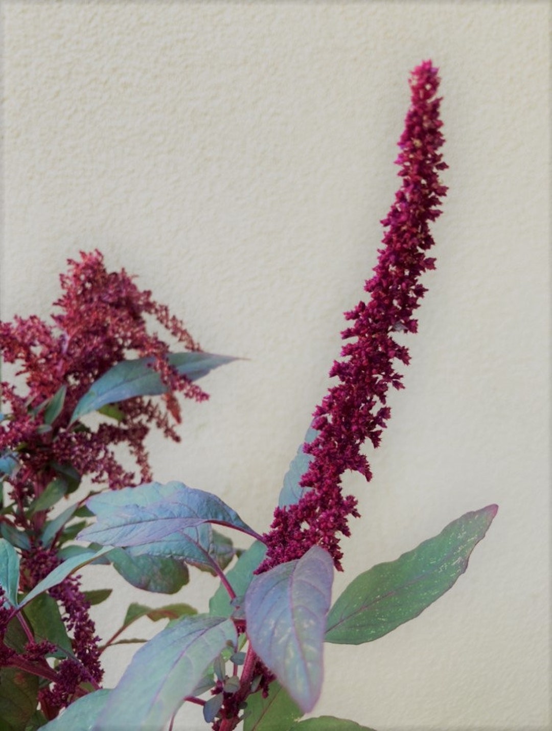 Mayo Indian Amaranth Non GMO 50 Heirloom Seeds - Etsy