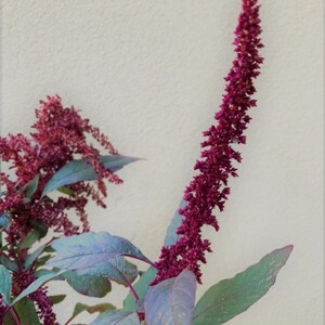 Mayo Indian Amaranth Non GMO 50 Heirloom Seeds - Etsy