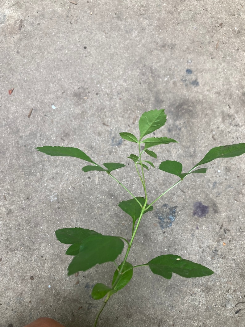 Fraxinus Pennsylvanica, Green Ash Tree Seedling - Etsy