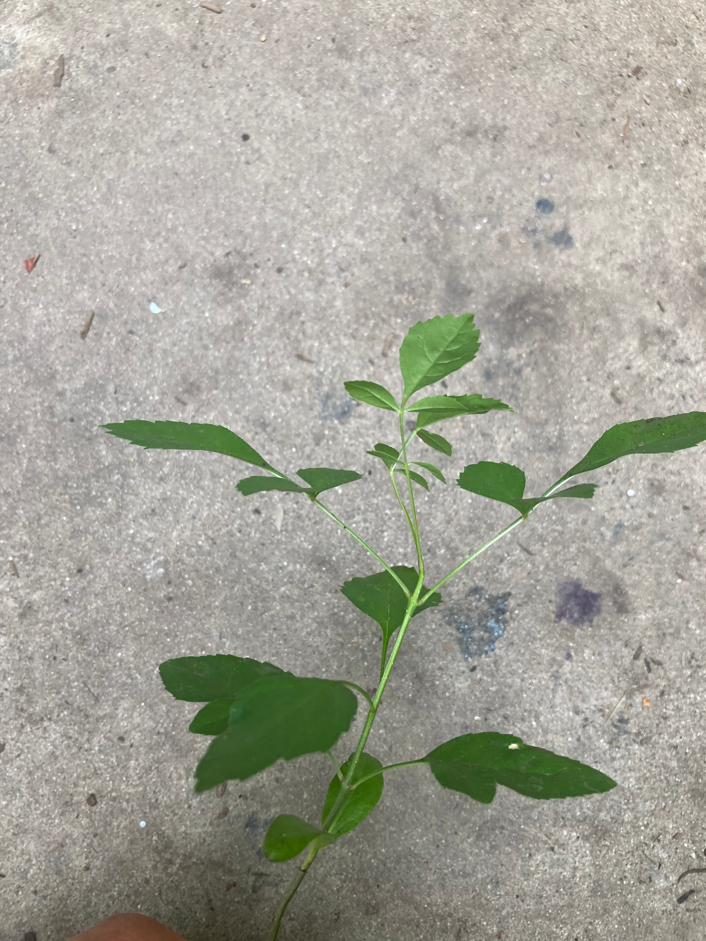 Fraxinus Pennsylvanica, Green Ash Tree Seedling - Etsy