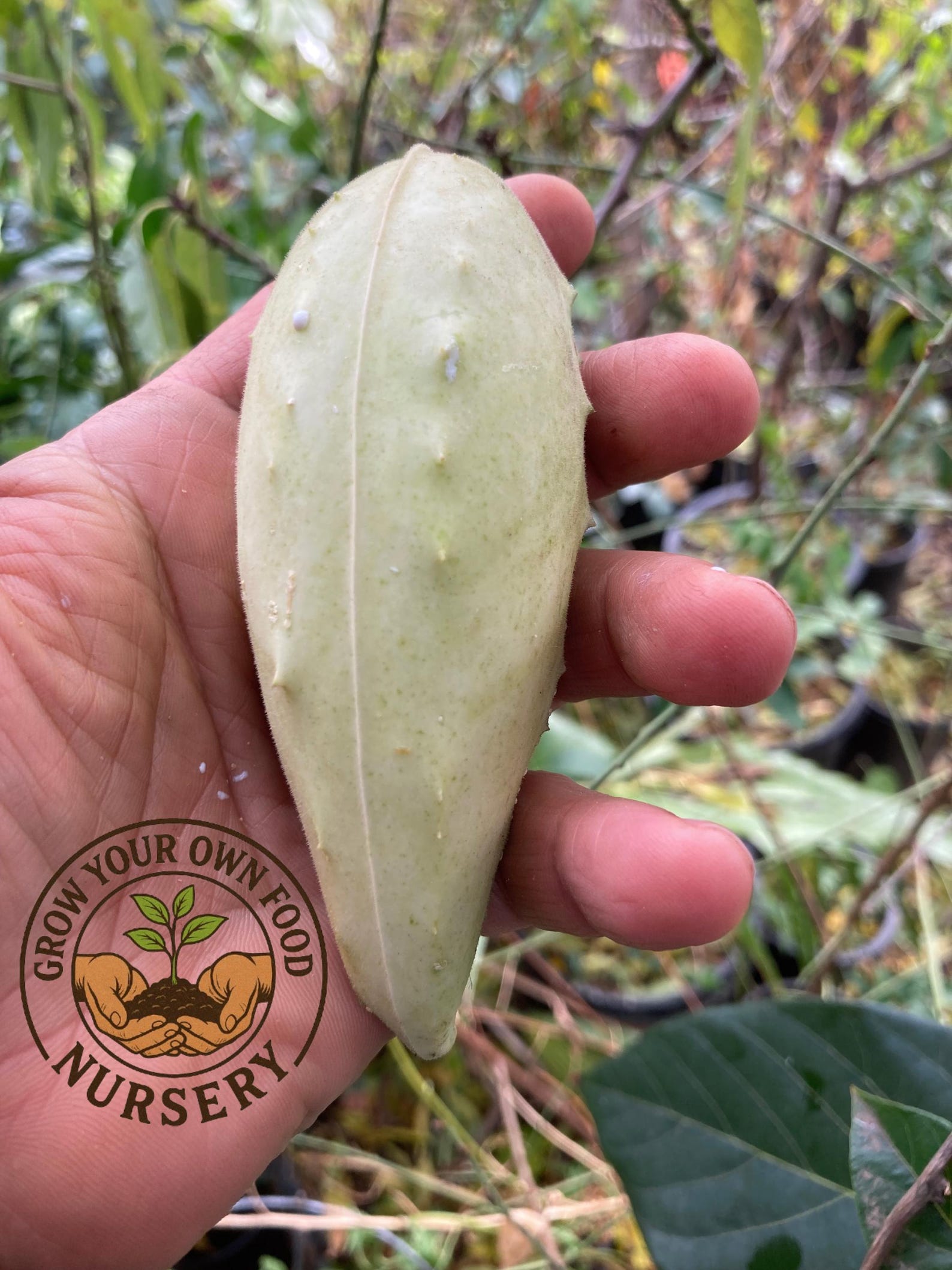 Oganicaly Grown Super Rare Fruiting Cynanchum Talayote Live Starter ...