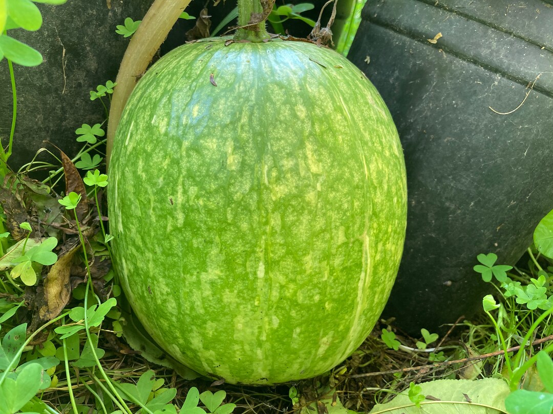 Cucurbita Ficifolia (chilacayote), Alcayota Squash Heirloom Non GMO ...