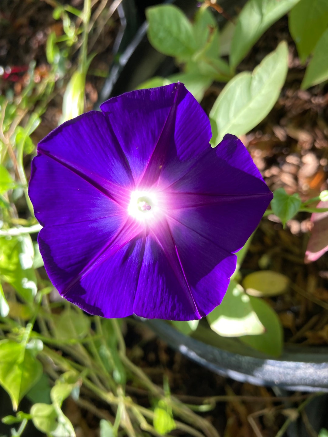 Blue Star Morning Glory Ipomoea Tricolor 10 Seeds - Etsy