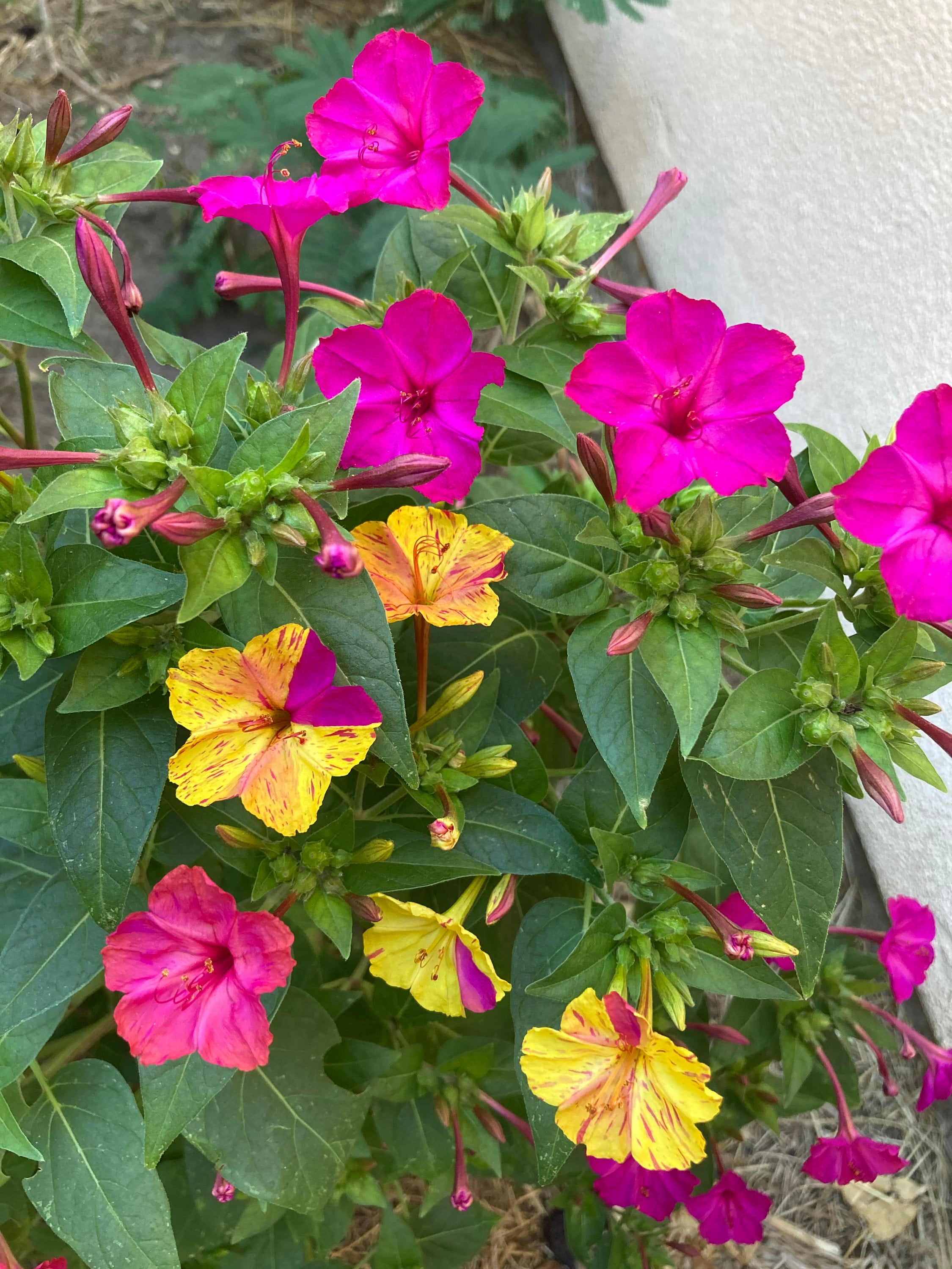 Four O'clock (mirabilis Jalapa) Bicolor (pink / Yellow) Live Starter ...