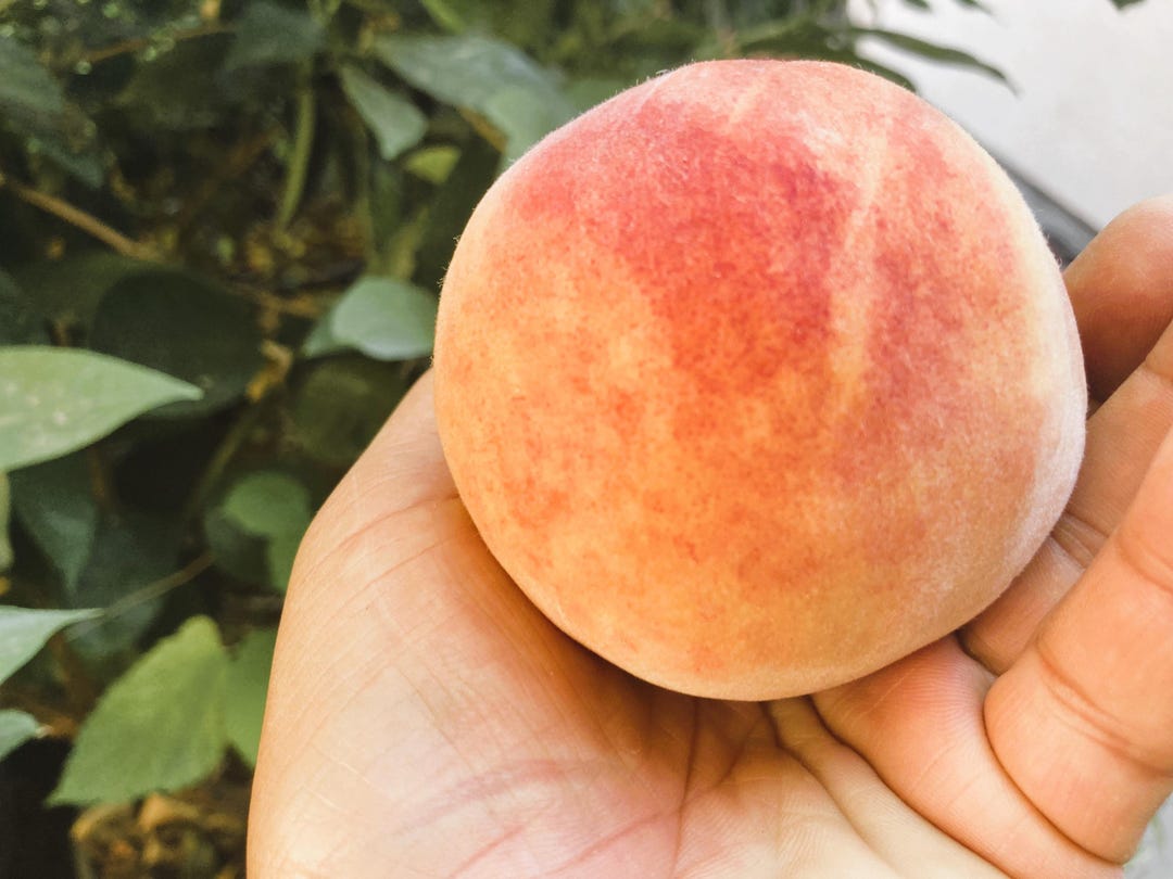 La Feliciana Peach Tree Scion, Cutting, Scionwood - Etsy