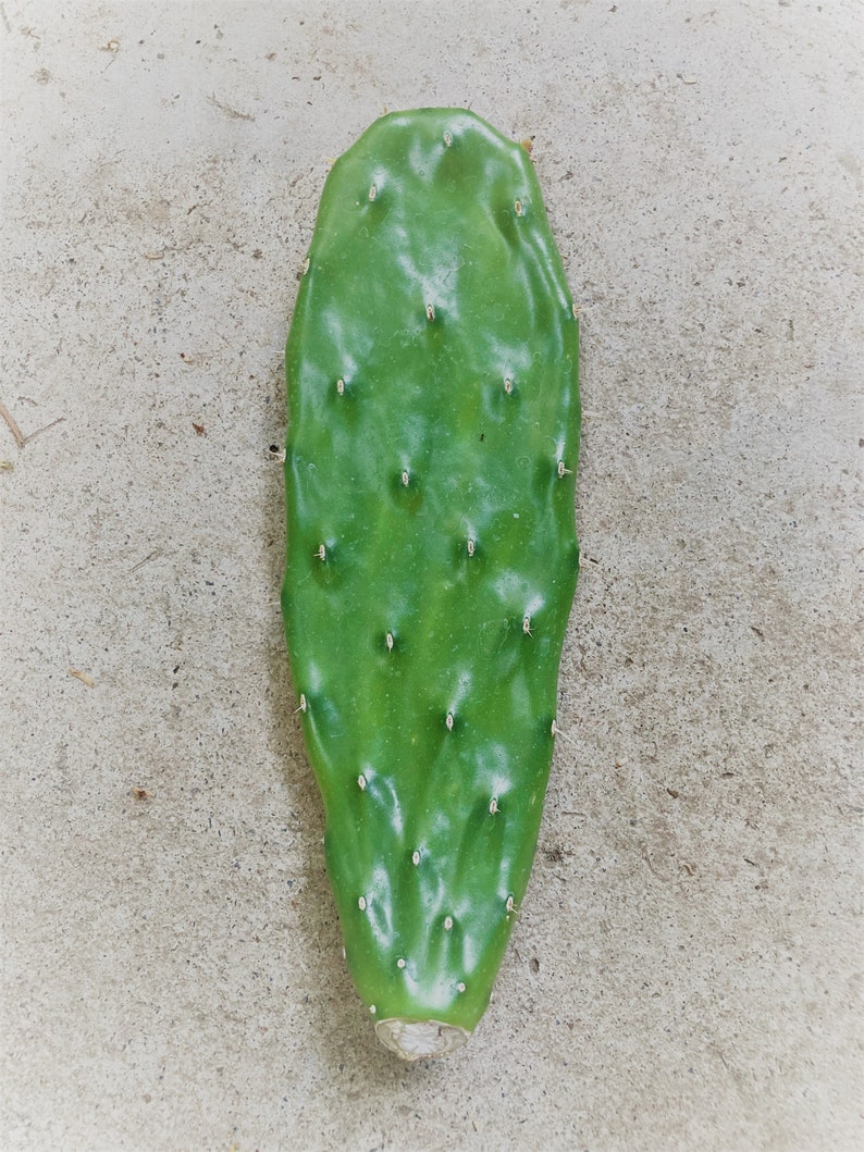 Opuntia Megacantha nopal Blanco Pad Considered One of the Best for ...