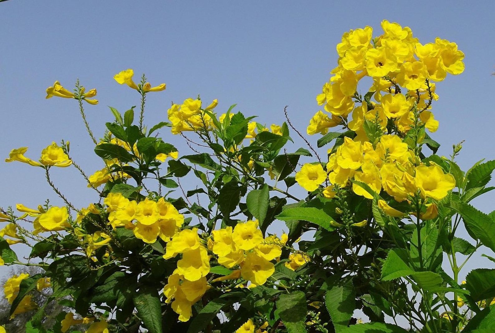 Tecoma Stans, Yellow Bells, Retama, Tronadora, Live Starter Plant - Etsy