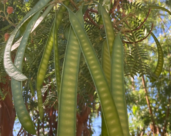 Guaje Huaje River Tamarind Miracle Tree Leucaena Leucocephala Live ...