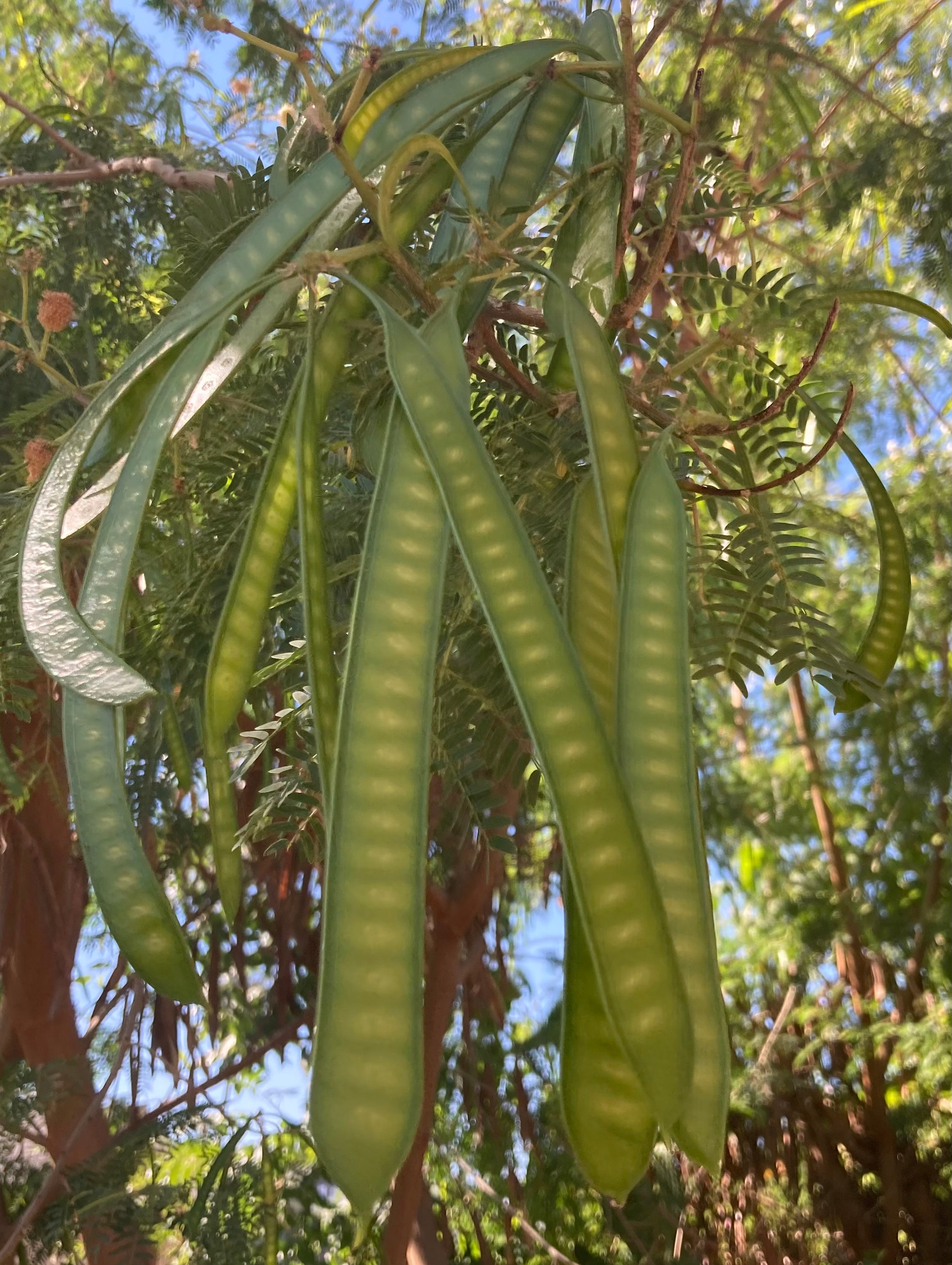 Guaje Huaje River Tamarind Miracle Tree Leucaena Leucocephala Live ...
