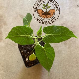 Oganicaly Grown Super Rare Fruiting Cynanchum Talayote Live Starter ...