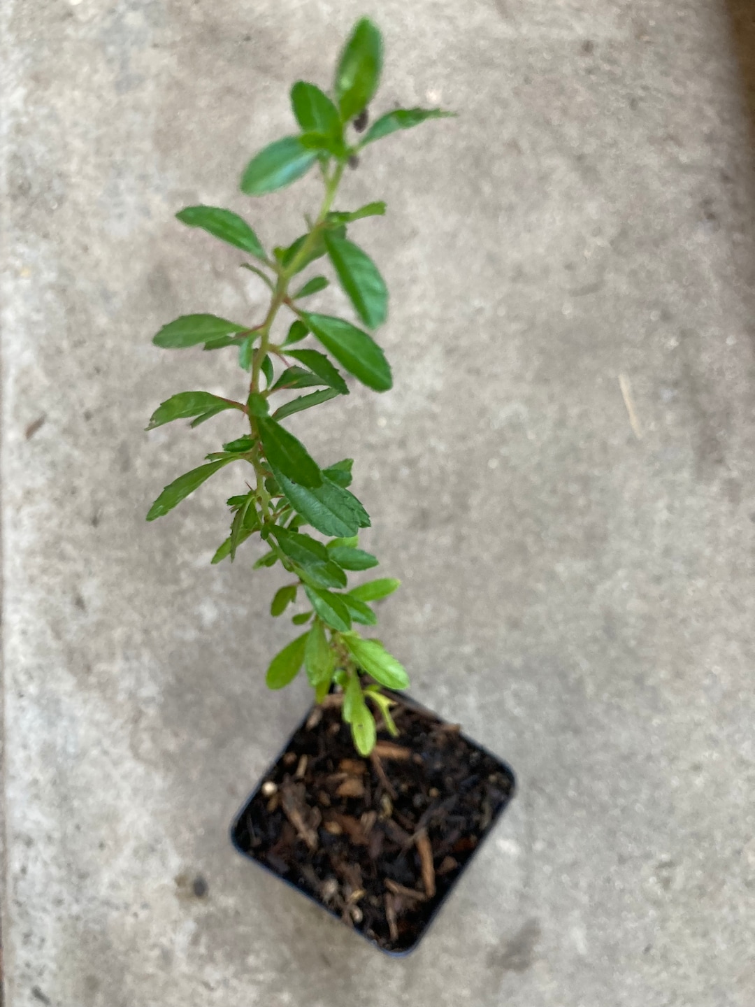 Red Spiny Hackberry Granjeno Tree Live Plant - Etsy
