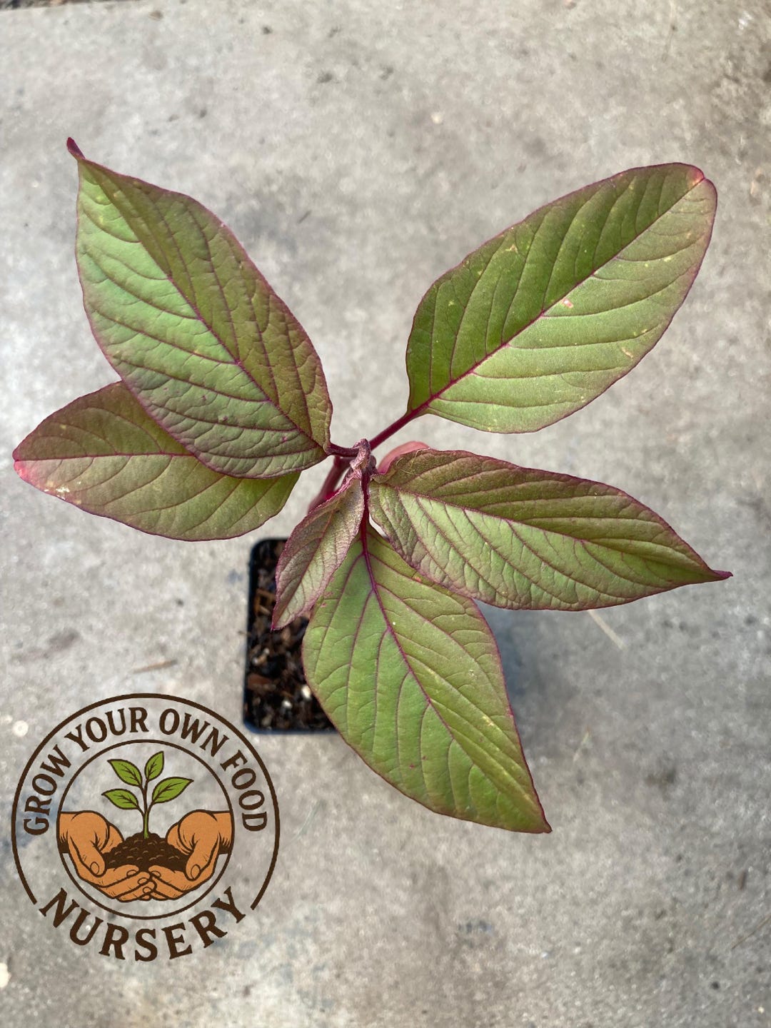Mayo Indian Amaranth Non GMO Heirloom Live Plant - Etsy
