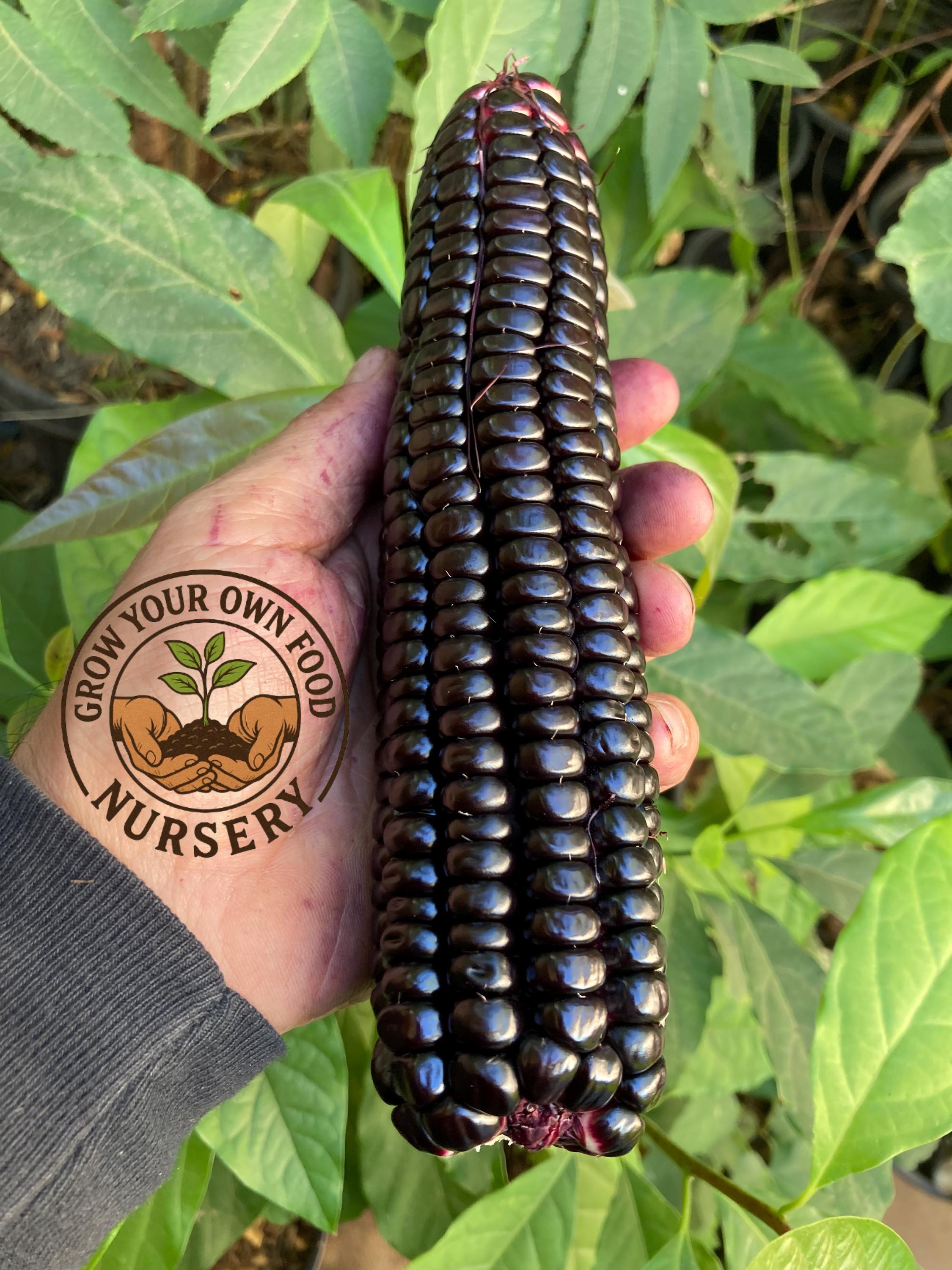 Peruvian Heirloom Purple Corn Maiz Morado Non GMO Seeds for Planting - Etsy