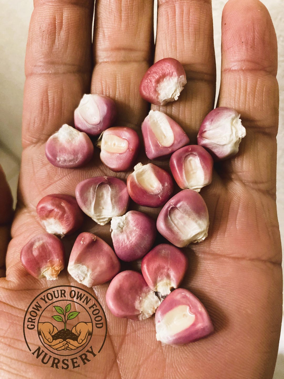 Open Pollinated,heirloom Hominy Corn, Semilla De Elote Pozolero 50 Non ...
