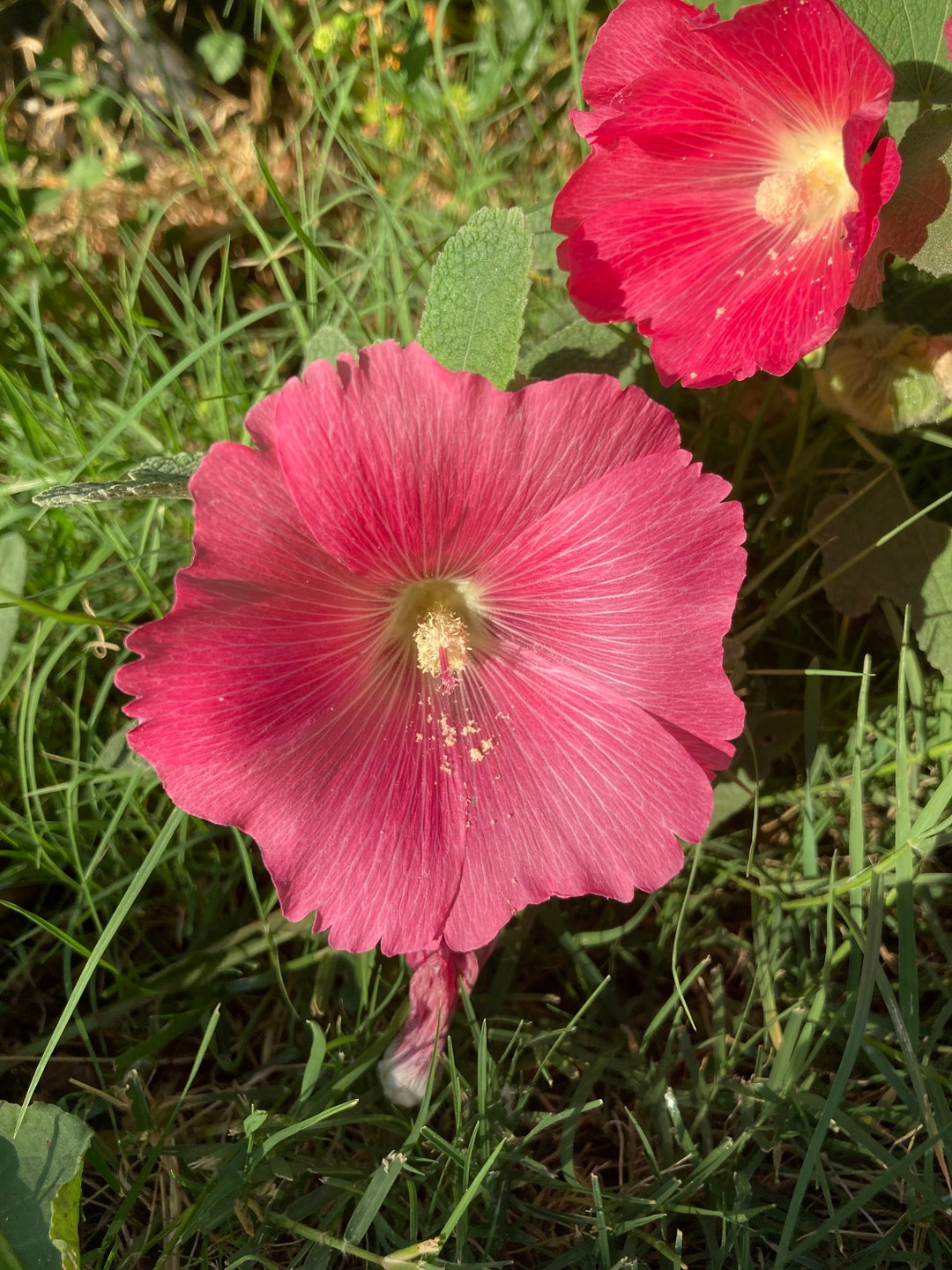 Single Hollyhock (holly Hock) Pink Flower Alcea Rosea Live Plant - Etsy