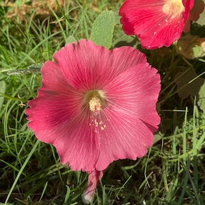 Single Hollyhock (holly Hock) Pink Flower Alcea Rosea Live Plant - Etsy