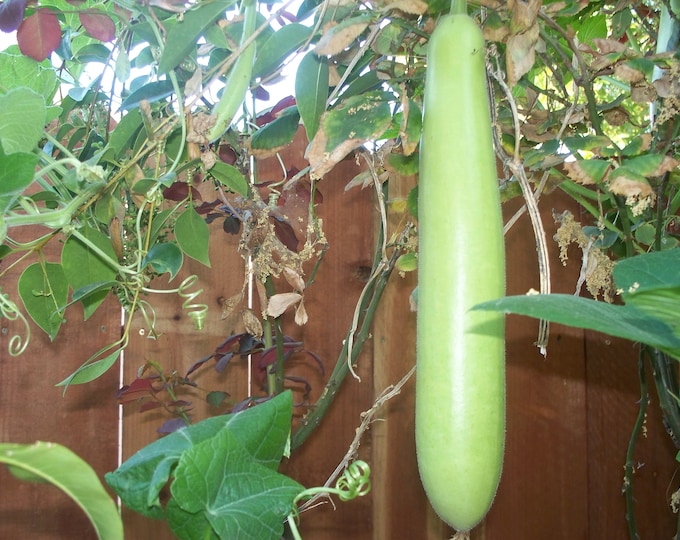 Indian Bottle Gourd-bhim Lageneria Siceraria Parrot Green, Bottle ...