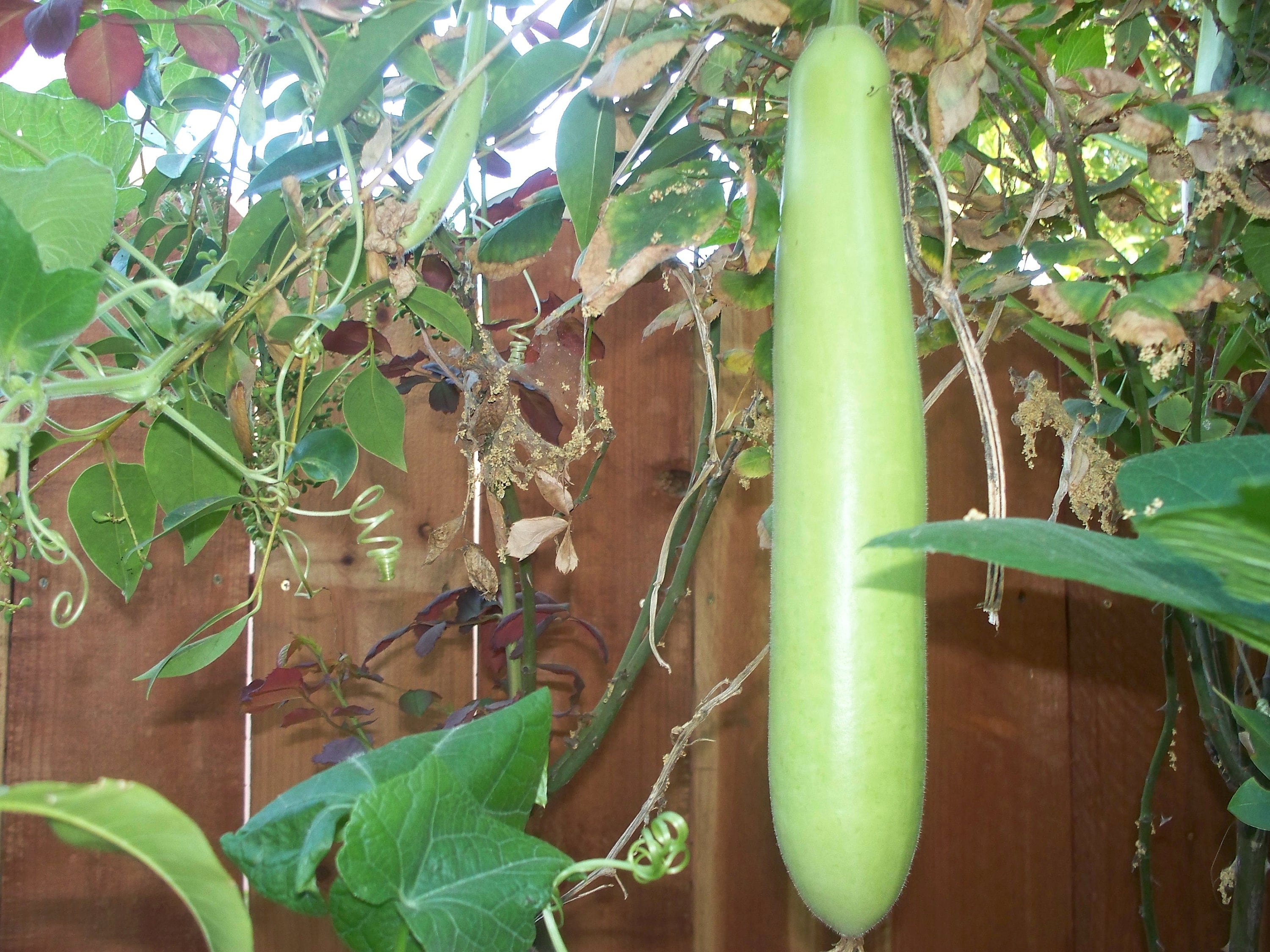 Opo Long Squash India Lauki Long Bottle Gourd Non GMO Open Pollinated ...