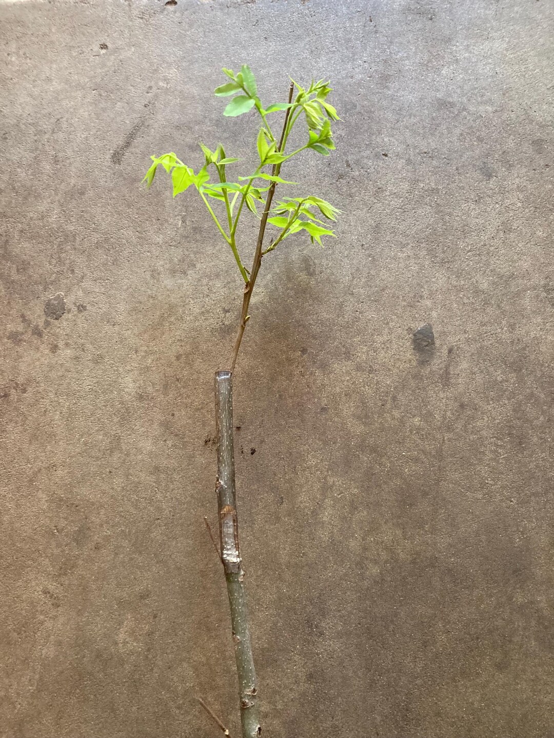 Grafted Elliot Pecan Tree 2-3 Feet Tall - Etsy