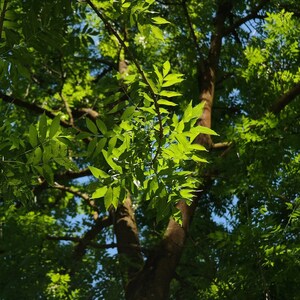 Fraxinus Pennsylvanica, Green Ash Tree Seedling - Etsy