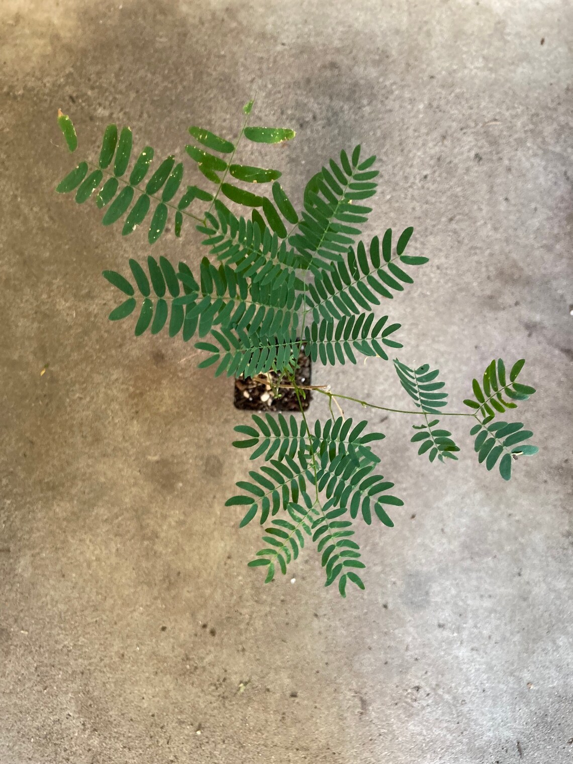 Guaje Huaje River Tamarind Miracle Tree Leucaena Leucocephala - Etsy