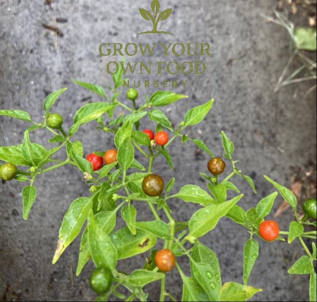 Chiltepin (chile Tepin) Hot Pepper Non GMO Rare Live Starter Plant - Etsy