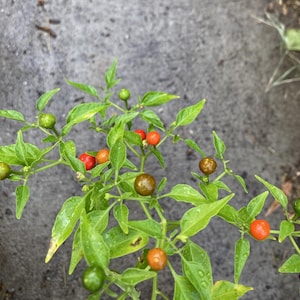 Chiltepin (chile Tepin) Hot Pepper Non GMO Rare Live Starter Plant - Etsy