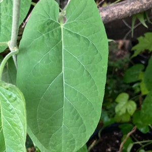 Oganicaly Grown Super Rare Fruiting Cynanchum Talayote Live Starter ...