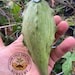 Oganicaly Grown Super Rare Fruiting Cynanchum Talayote Live Starter ...