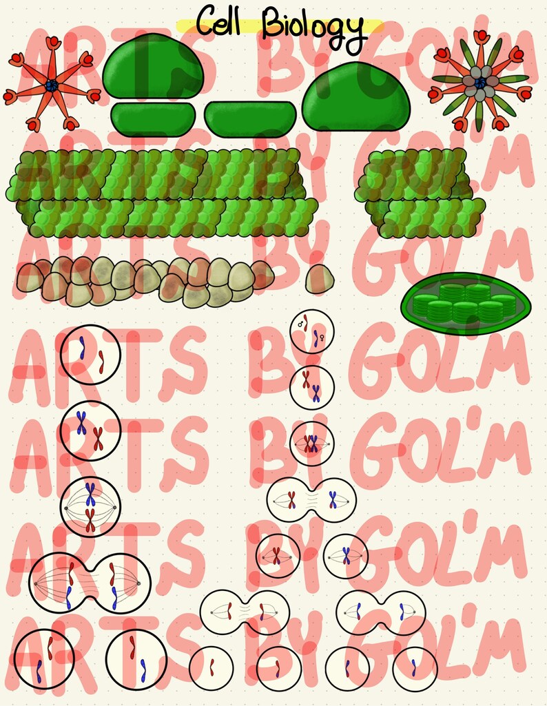 Artsbygol'm- Cell Biology Stickers- Precropped Png's, Goodnotes File ...