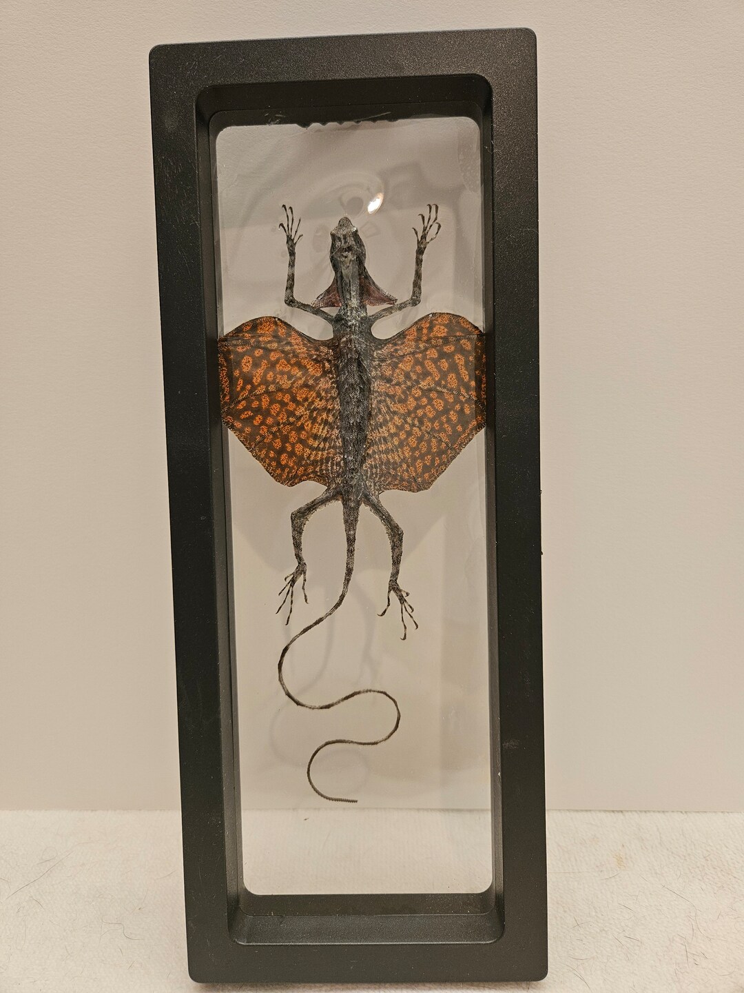 Flying Dragon Floating Frame Display Draco Volans, Expertly Spread ...