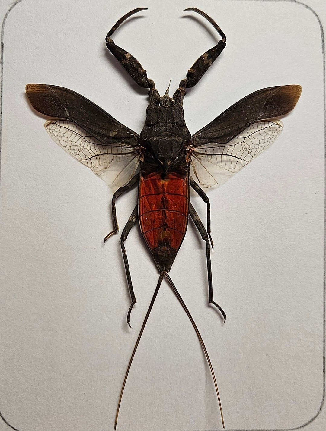 Nepa Rubra Lot of 3 Giant Red Water Scorpions From Java Isl. Expertly Spread - Etsy