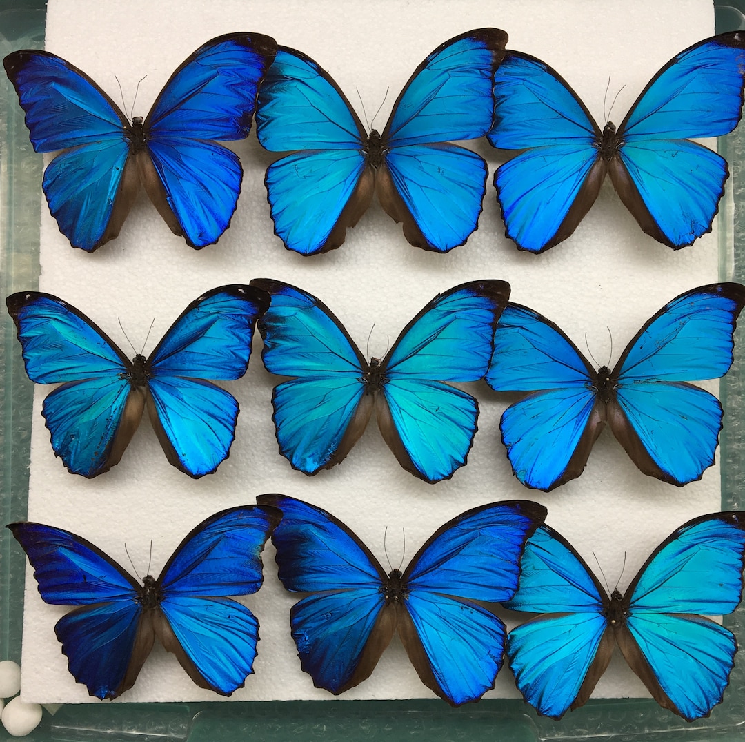 Lot of 3 Morpho Didius Tingomariensis A1 Specimens, Unspread PERU - Etsy