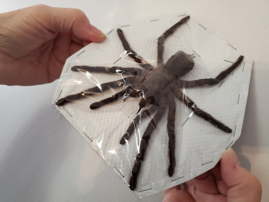 Haplopelma Minax One Large, Spread Tarantula, Many With Fangs Displayed ...